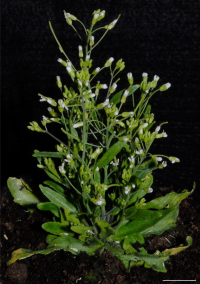 Photograph of Stock N2111044